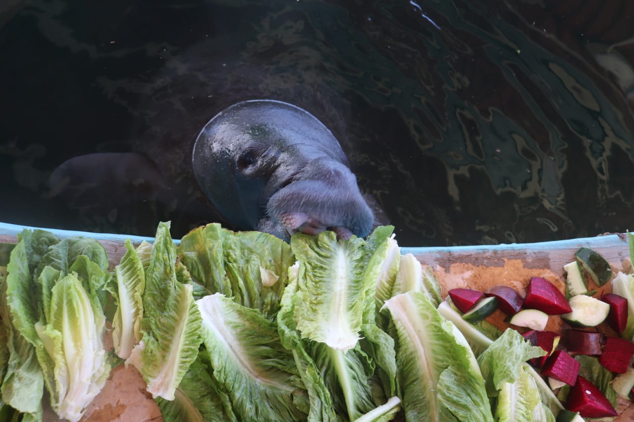 Manatiario continúa con la rehabilitación de dos ejemplares de manatí ...